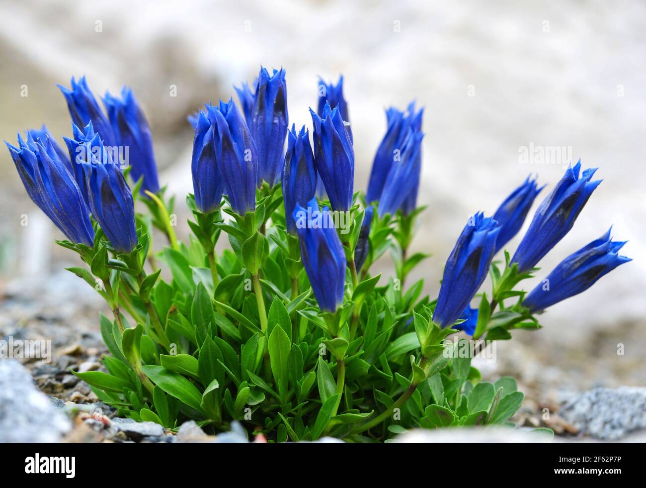 Stemless gentian (Gentiana acaulis) is mountain blue flower growing in ...