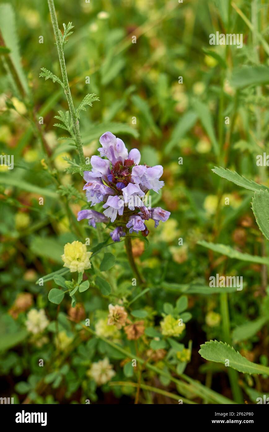 Prunella laciniata white and lilac inflorescence Stock Photo - Alamy