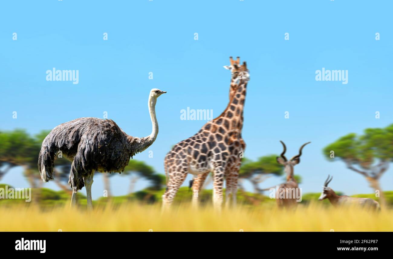 Ostrich with giraffes and antelopes on the savanna. African wild ...