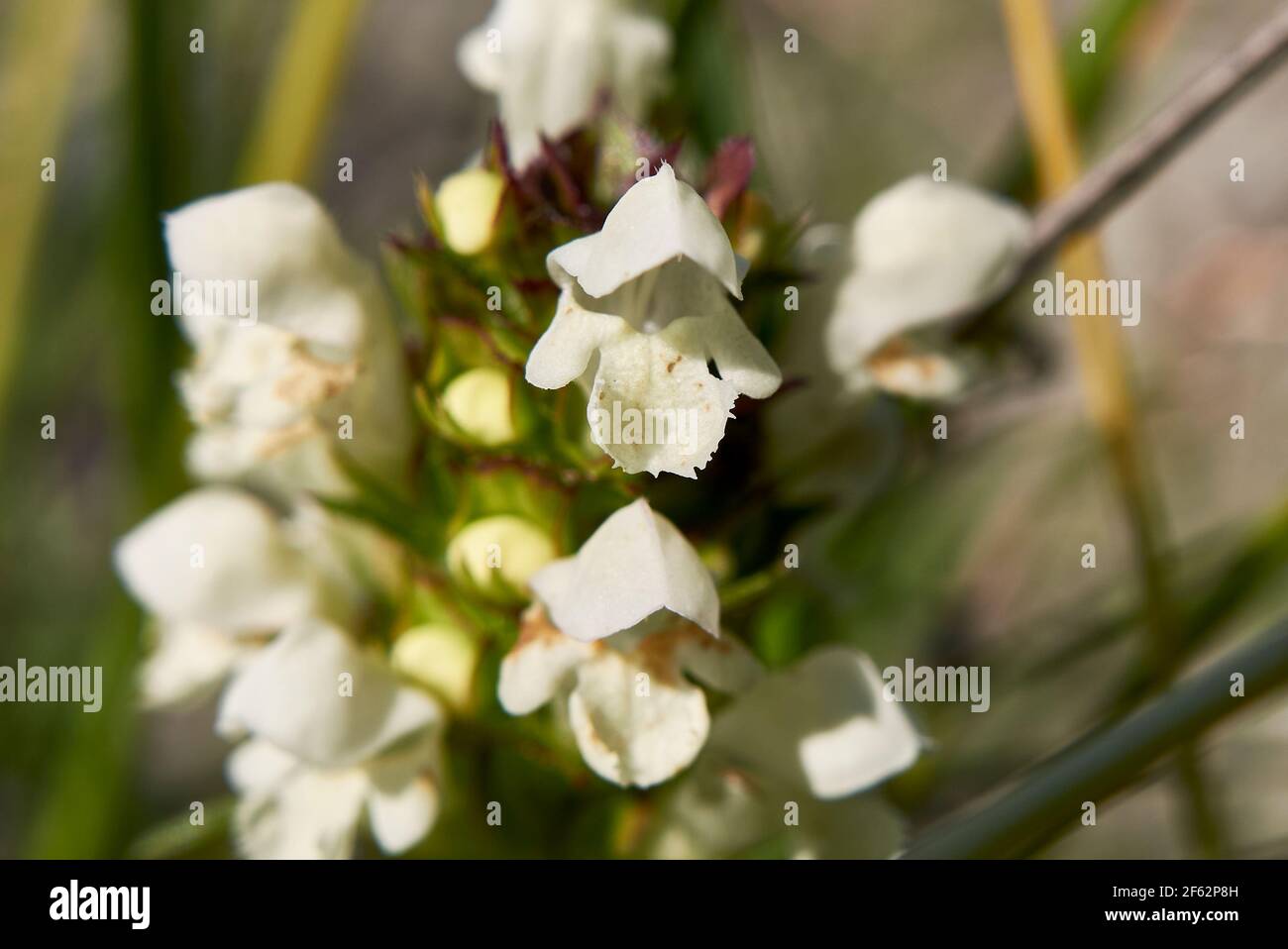 Prunella laciniata white and lilac inflorescence Stock Photo - Alamy