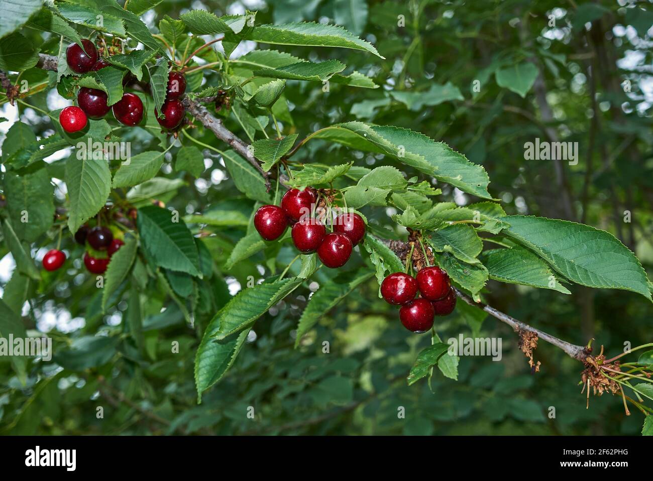 Prunus avium branch with fresh ripe cherries Stock Photo - Alamy