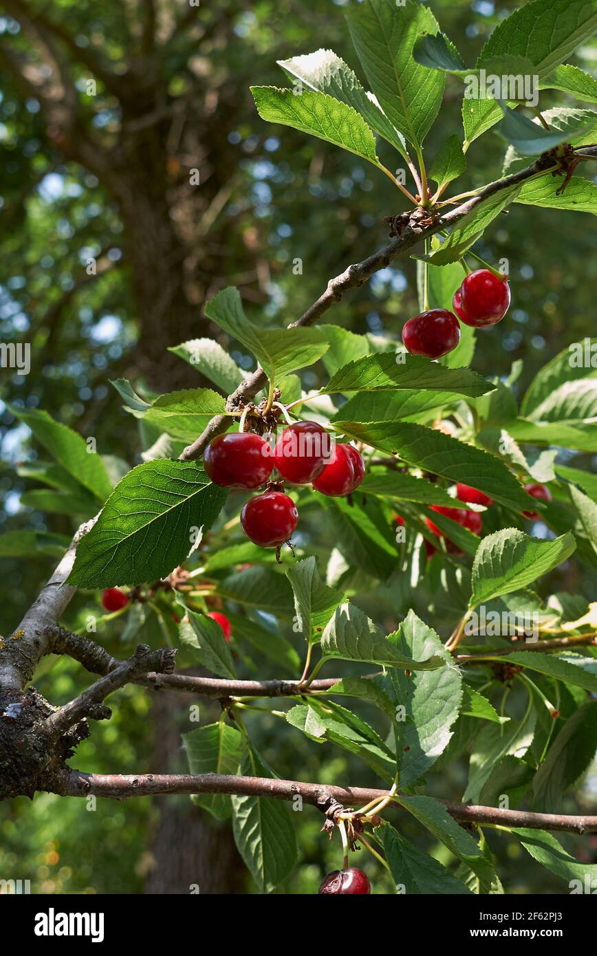 Sour cherry prunus cerasus ripe hi-res stock photography and images - Alamy
