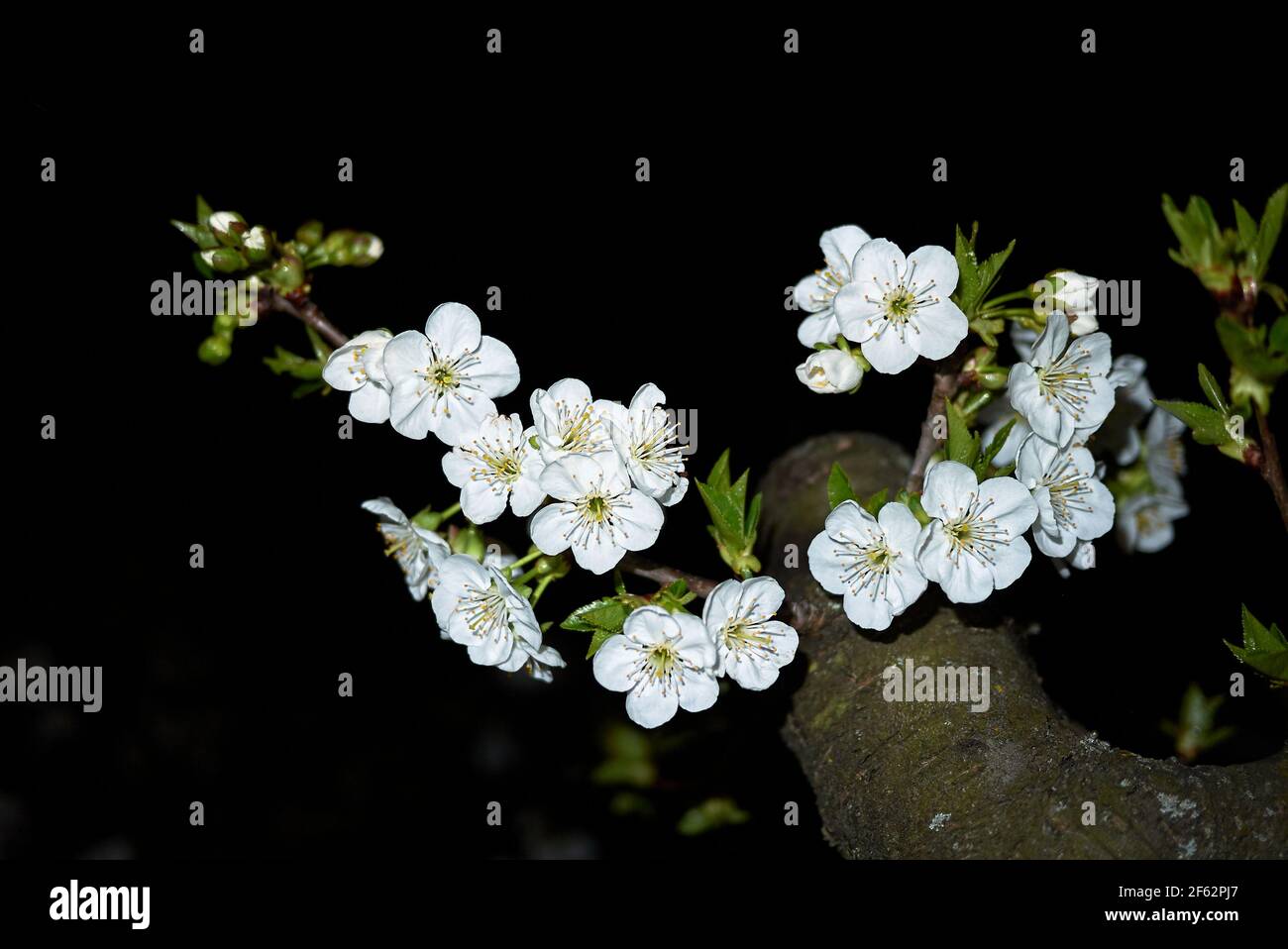 Prunus cerasus white blossom Stock Photo - Alamy