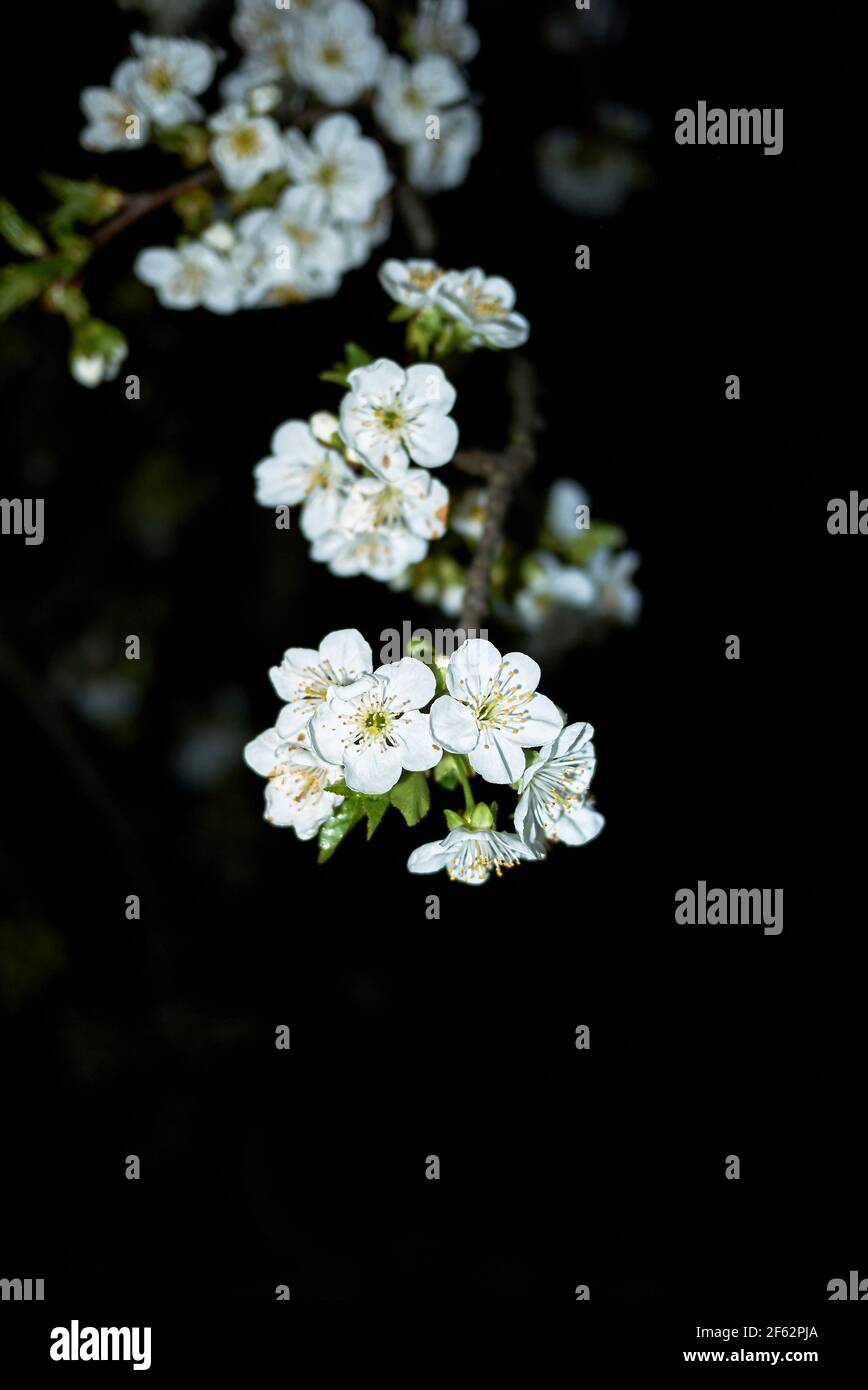 Prunus cerasus rosaceae hi-res stock photography and images - Alamy