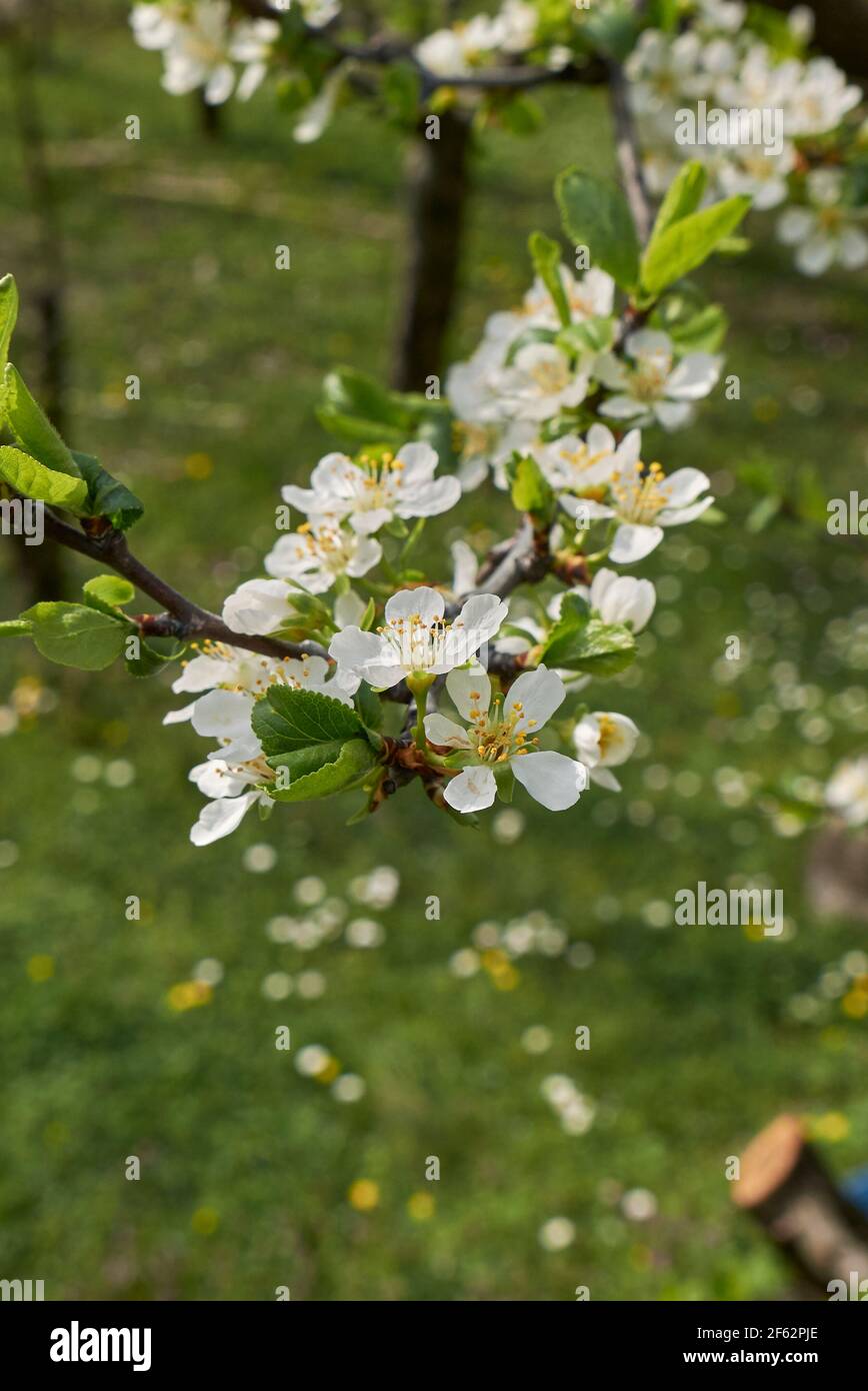 European plum prunus domestica rosaceae hi-res stock photography and ... European plum prunus domestica rosaceae hi-res stock photography and ...