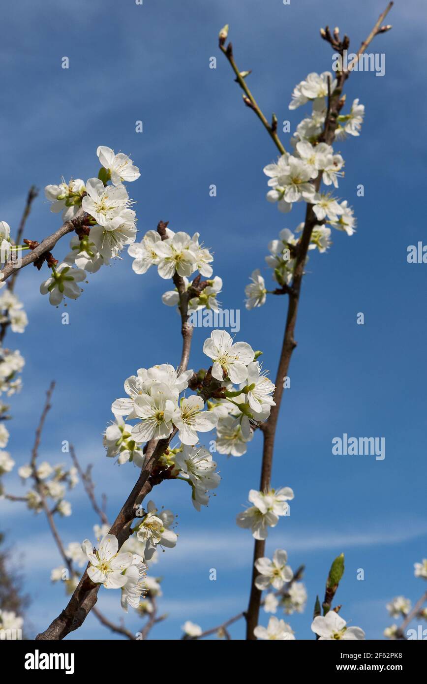 European plum prunus domestica rosaceae hi-res stock photography and ...