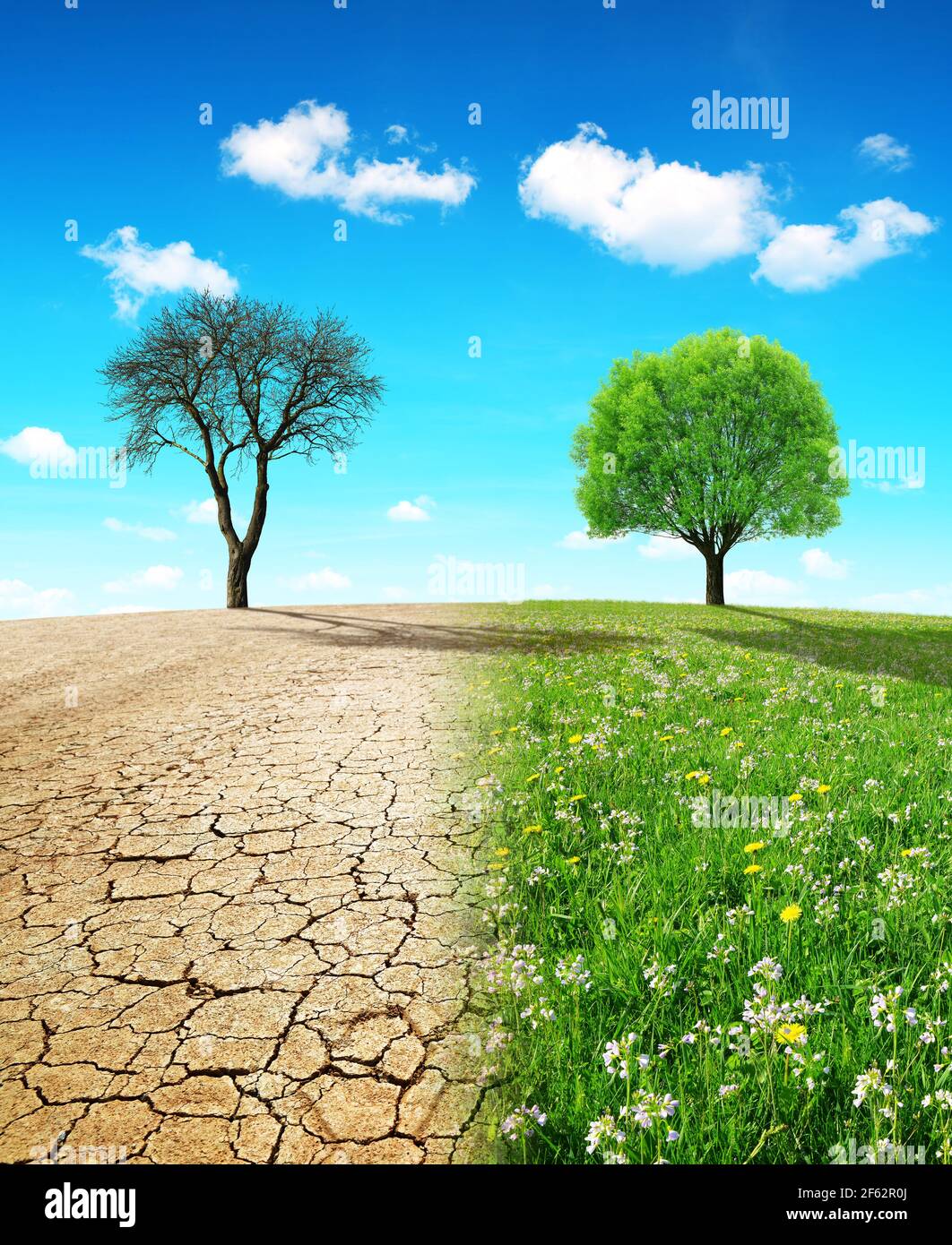 Dry country with cracked soil and meadow with growing tree. Concept of ...