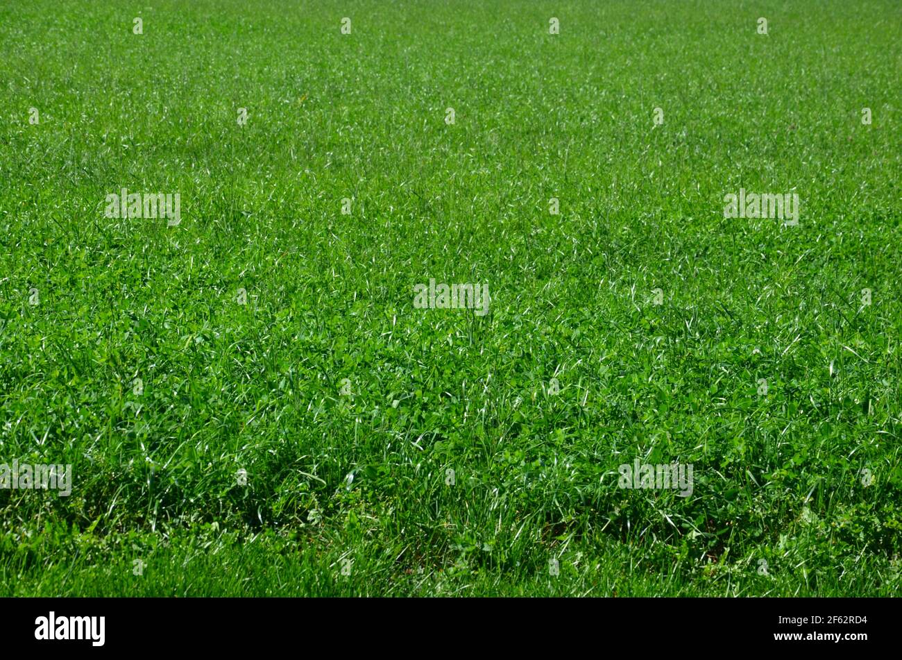 Perfect grass mower hi-res stock photography and images - Alamy