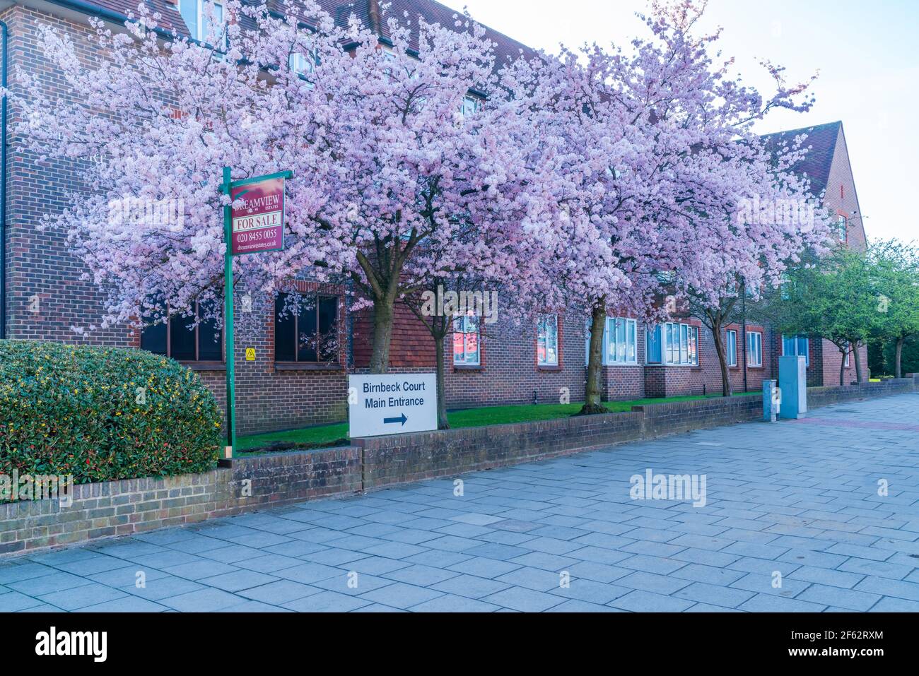 LONDON, UK - MARCH 27, 2021: Beautiful cherry trees outside a ...