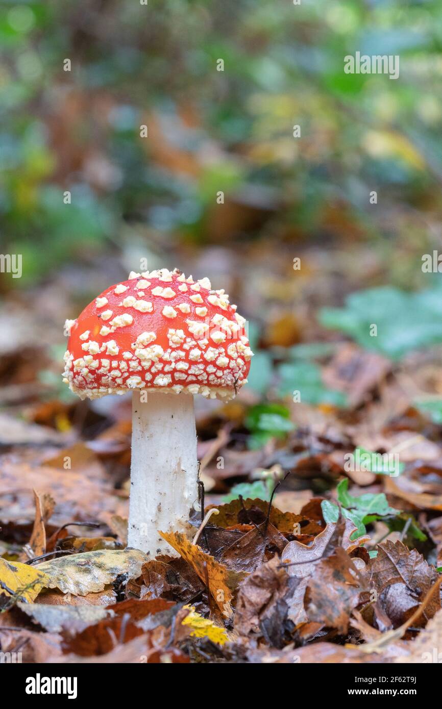 A red topped mushroom on Southampton Common Stock Photo - Alamy