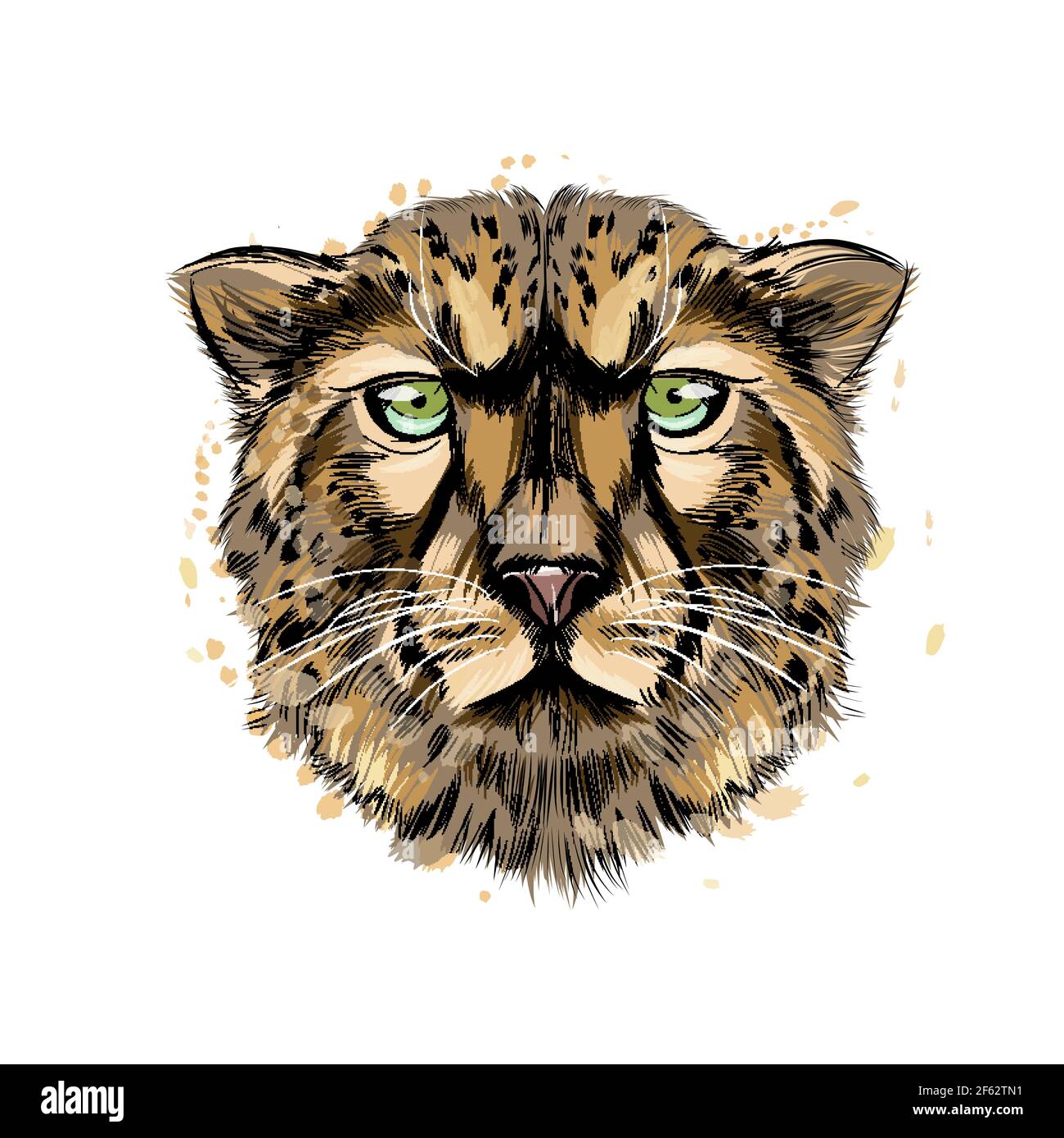 Cheetah Head Drawing