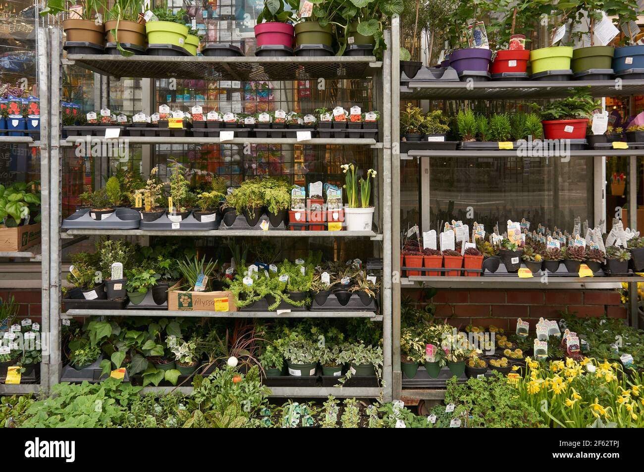 Seedlings for sale hi-res stock photography and images - Alamy