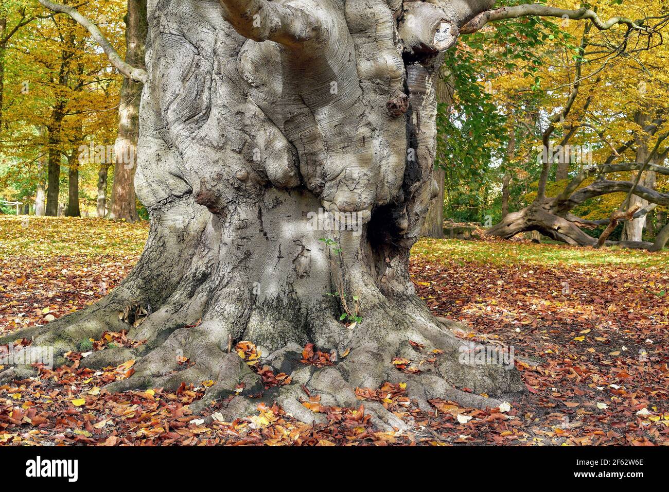 Mighty Beech Trees High Resolution Stock Photography and Images - Alamy