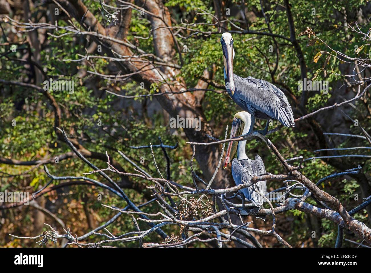 Pelican tree hi-res stock photography and images - Alamy