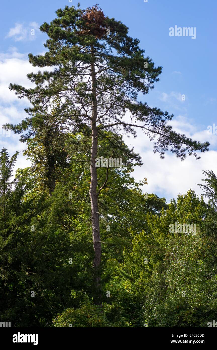 Large single tree hi-res stock photography and images - Alamy