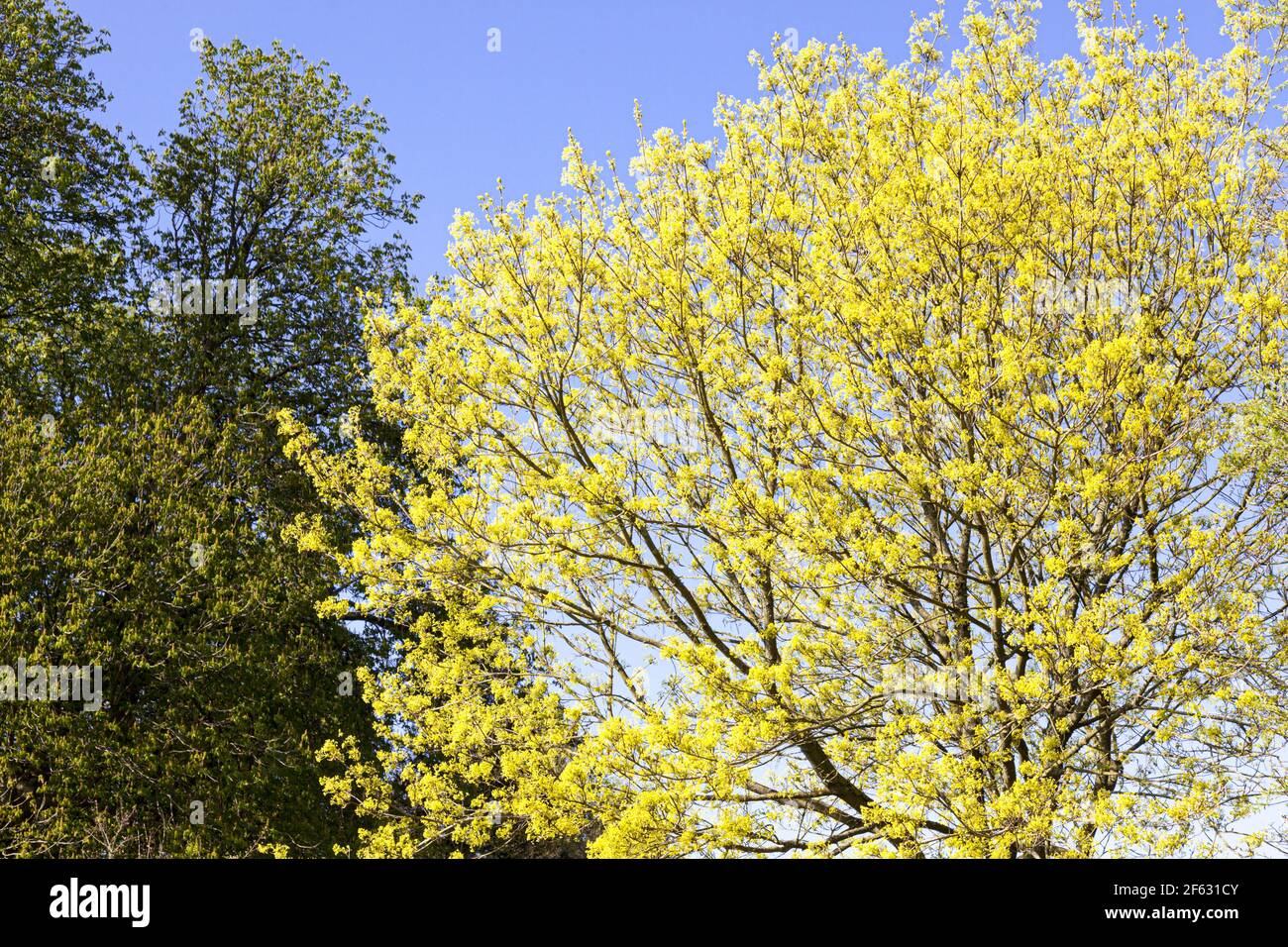 Early spring growth on a Norway Maple (Acer platanoides) near the ...