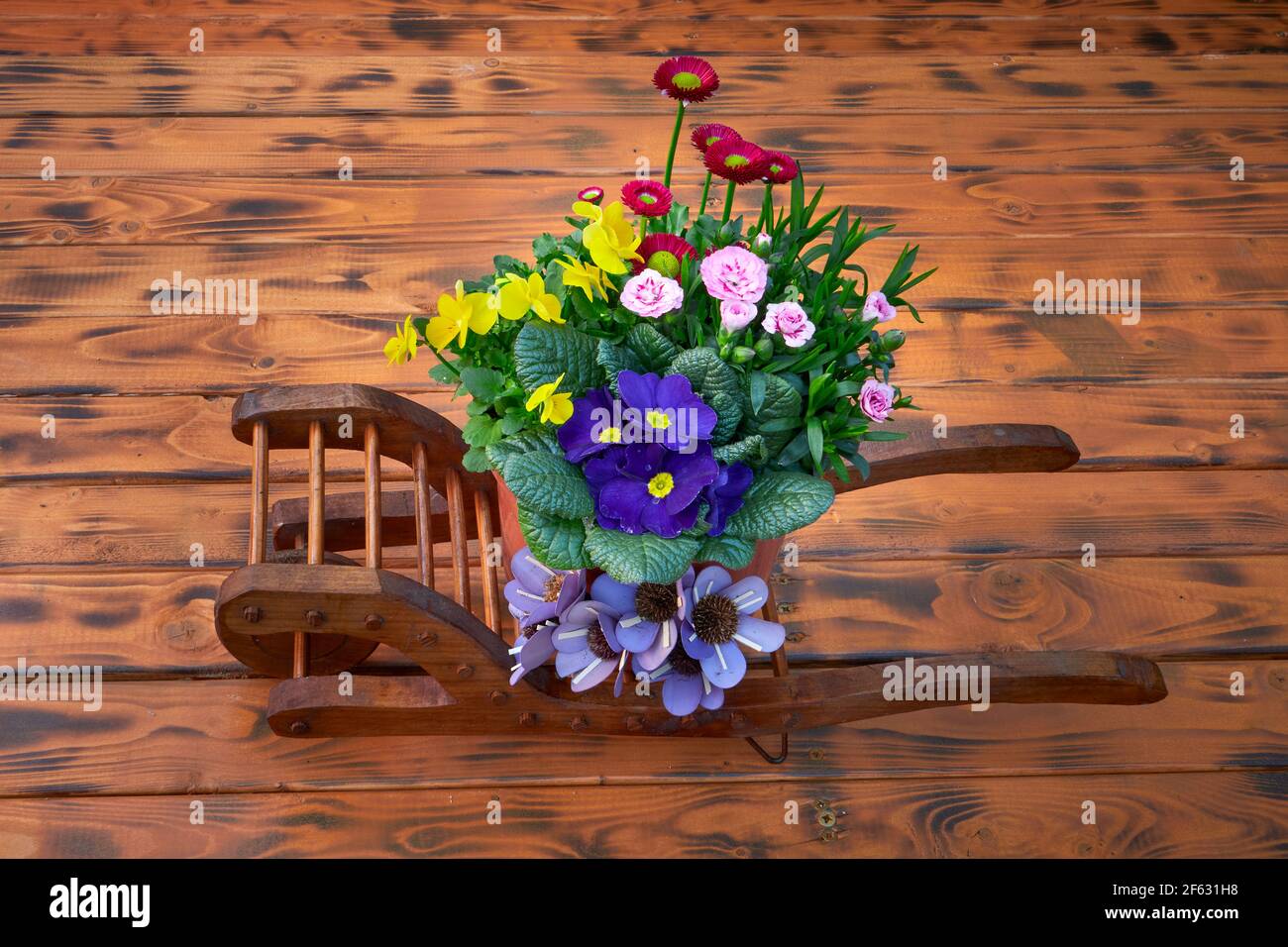Colourful primrose flowers on a burnt wood table .(Primula vulgaris ...