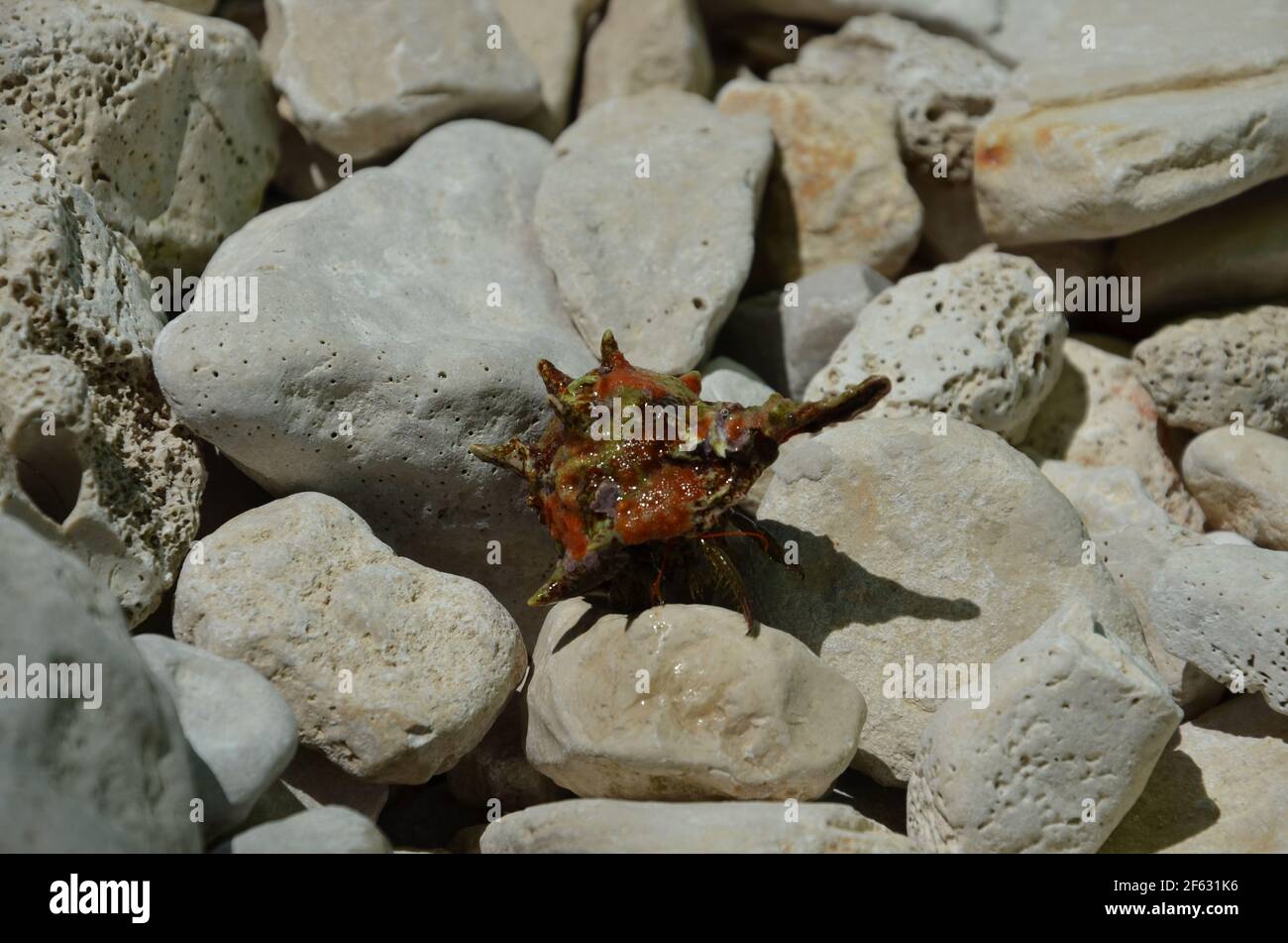 beautiful red shell with cancer on the beach in croatia Stock Photo - Alamy