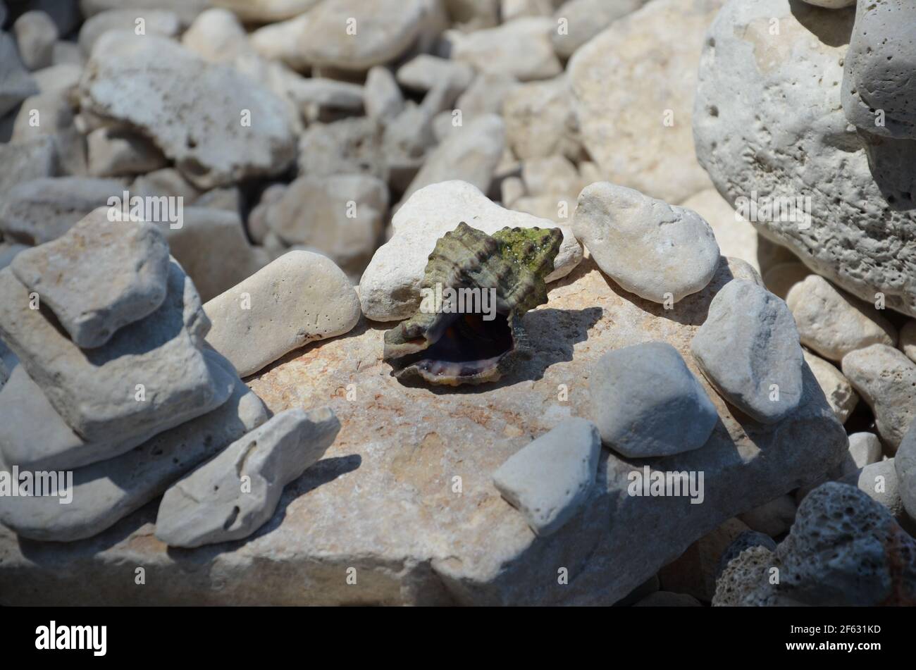beautiful shell with cancer on the beach in croatia Stock Photo - Alamy