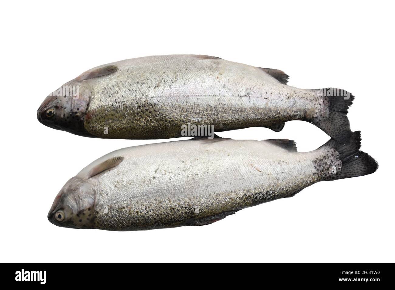 Gray Trout