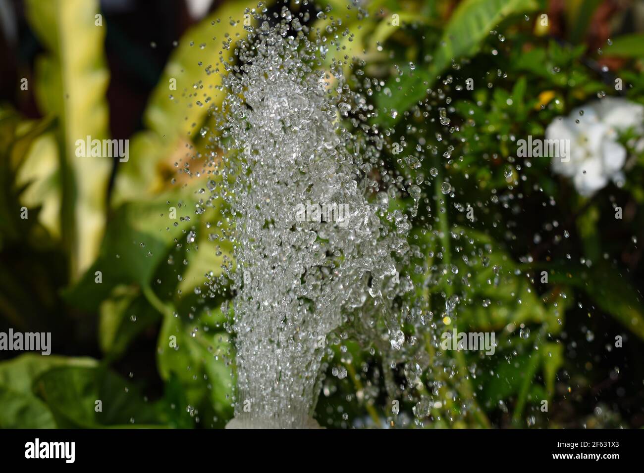 Garden water feature green hi-res stock photography and images - Alamy