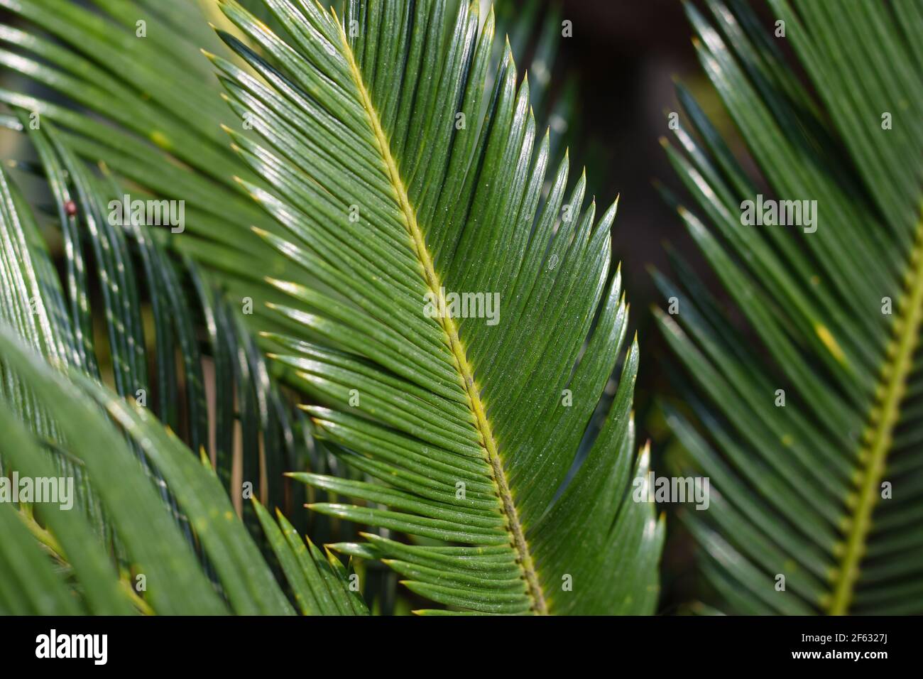 Sago palm hi-res stock photography and images - Alamy