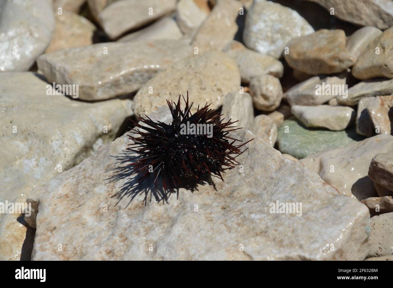 Sea urchin croatia hi-res stock photography and images - Alamy