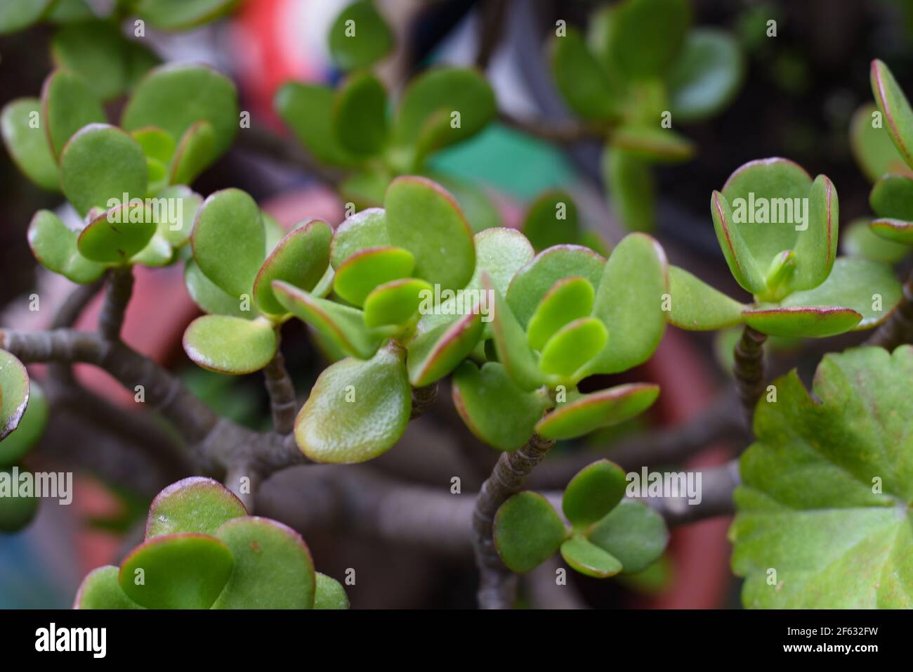 Exotic Jade plant and flower, a sculent Stock Photo - Alamy