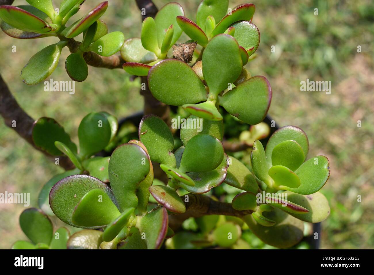 Exotic Jade plant and flower, a succulent Stock Photo - Alamy