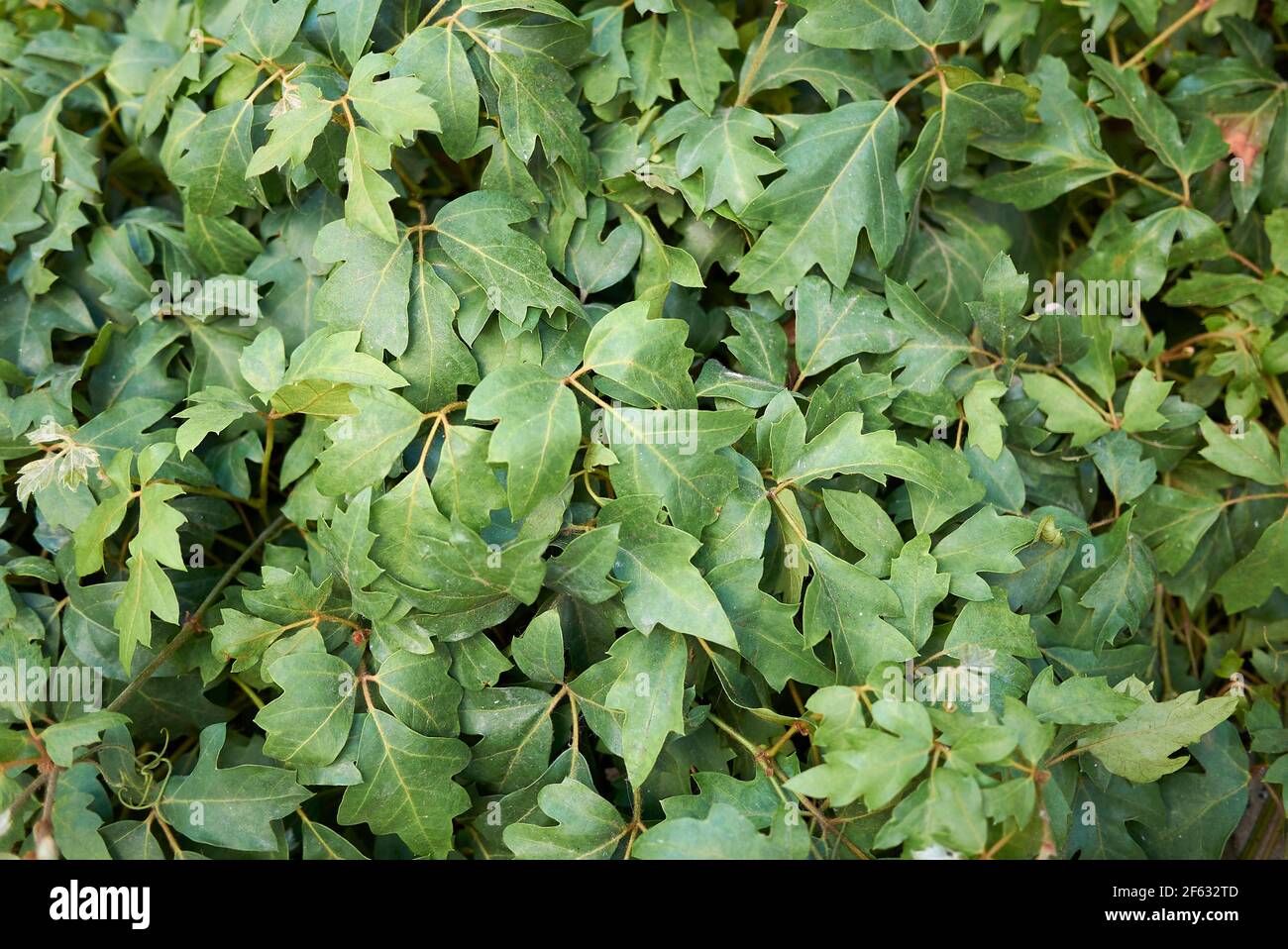 Cissus rhombifolia textured leaves Stock Photo - Alamy