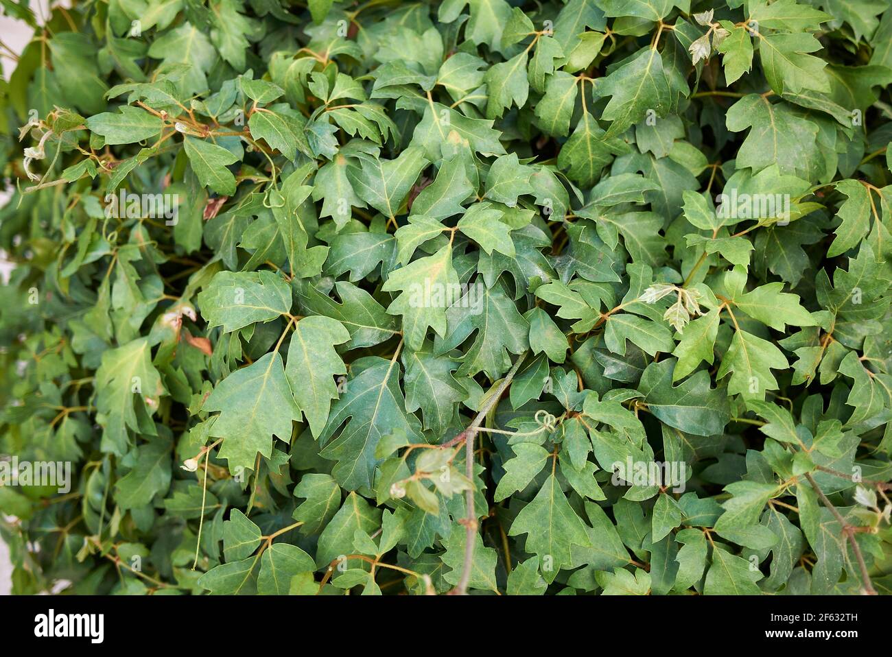 Cissus rhombifolia textured leaves Stock Photo - Alamy