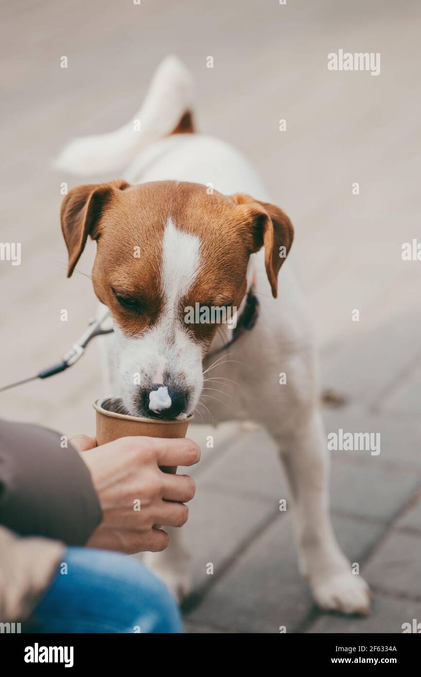 Cute puppy Jack Russell Terrier drinking a milk foam from the paper cup ...