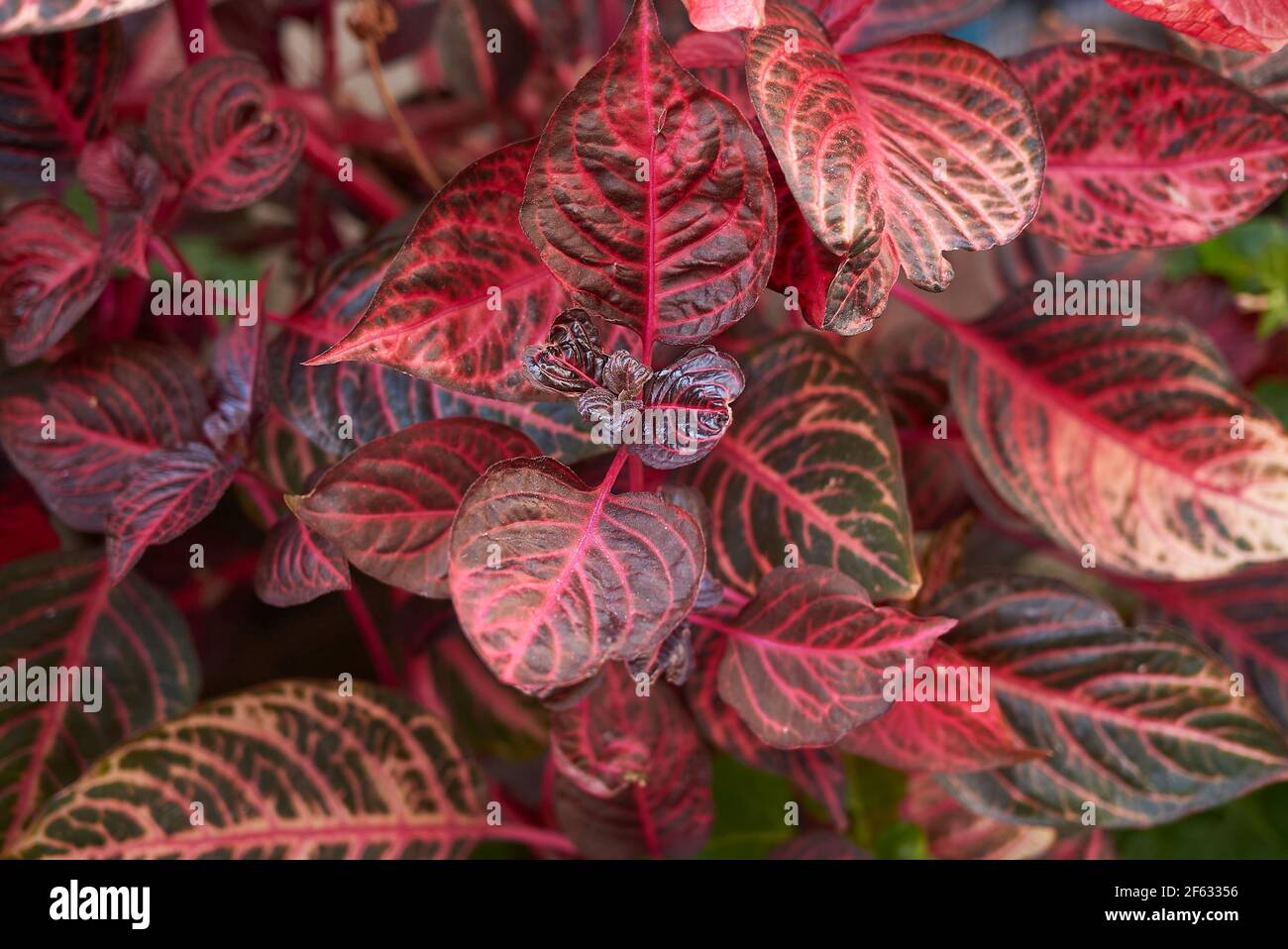 Iresine herbstii red foliage Stock Photo - Alamy