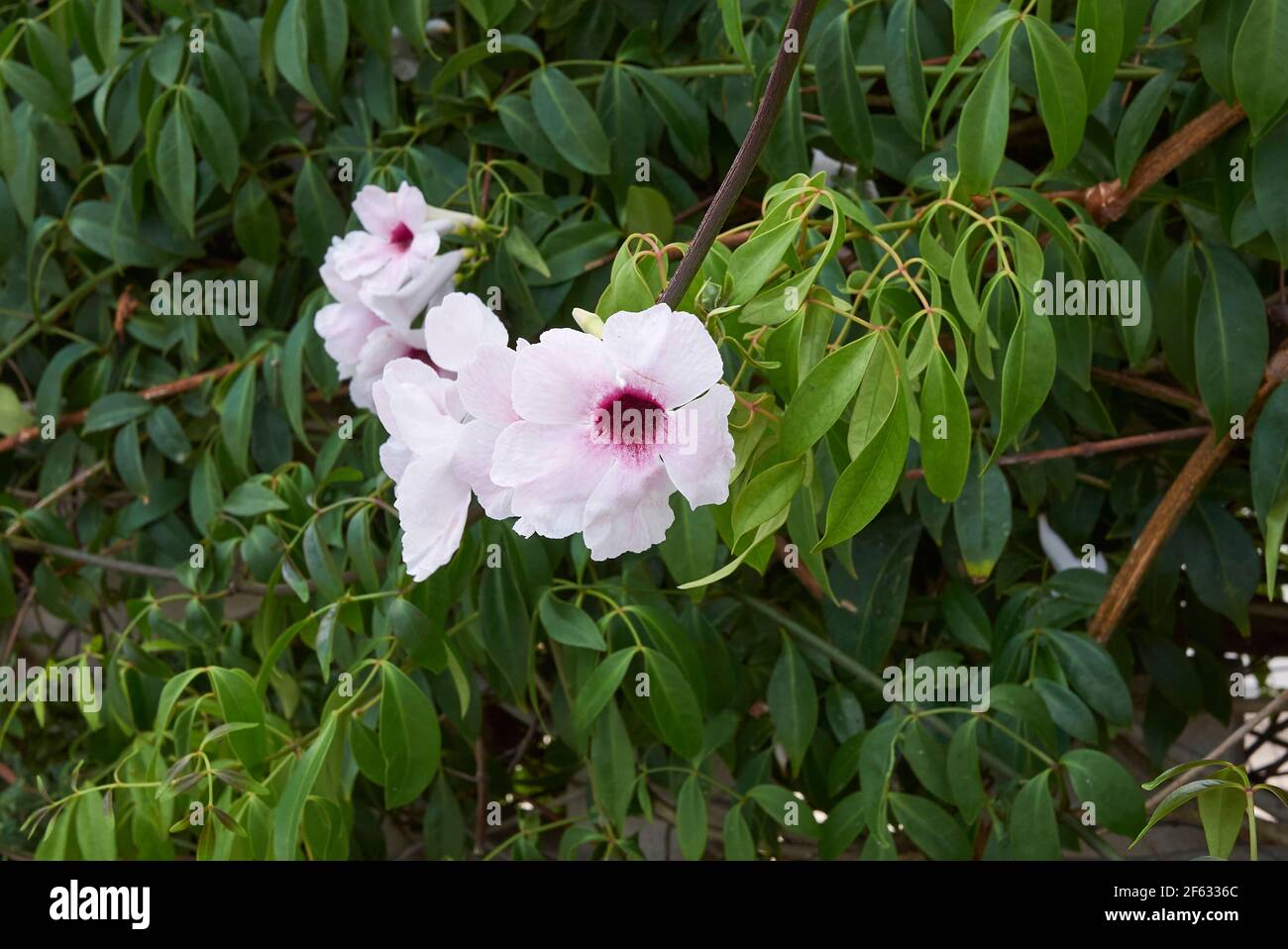 Pandorea Jasminoides High Resolution Stock Photography and Images - Alamy