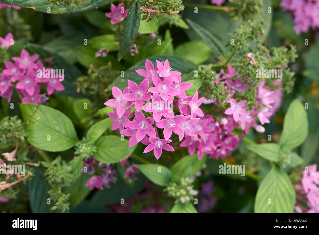 Pentas lanceolata white and purple flowers Stock Photo - Alamy