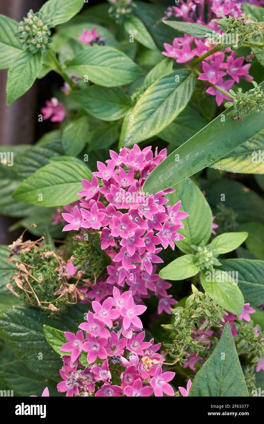 Pentas lanceolata white and purple flowers Stock Photo - Alamy