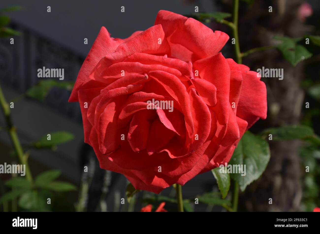 beautiful red rose Stock Photo - Alamy