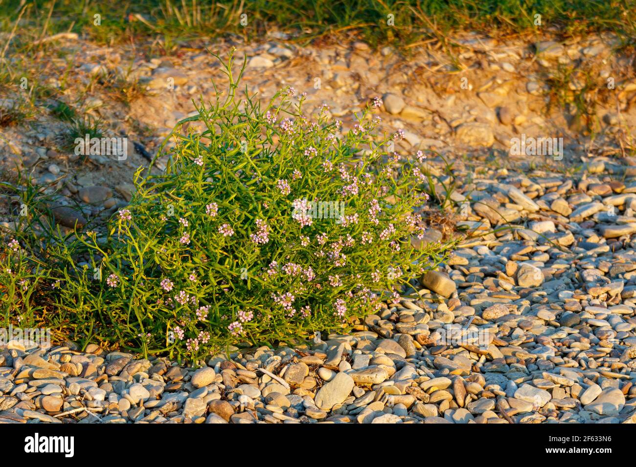 Beach plant Cakile Stock Photo - Alamy