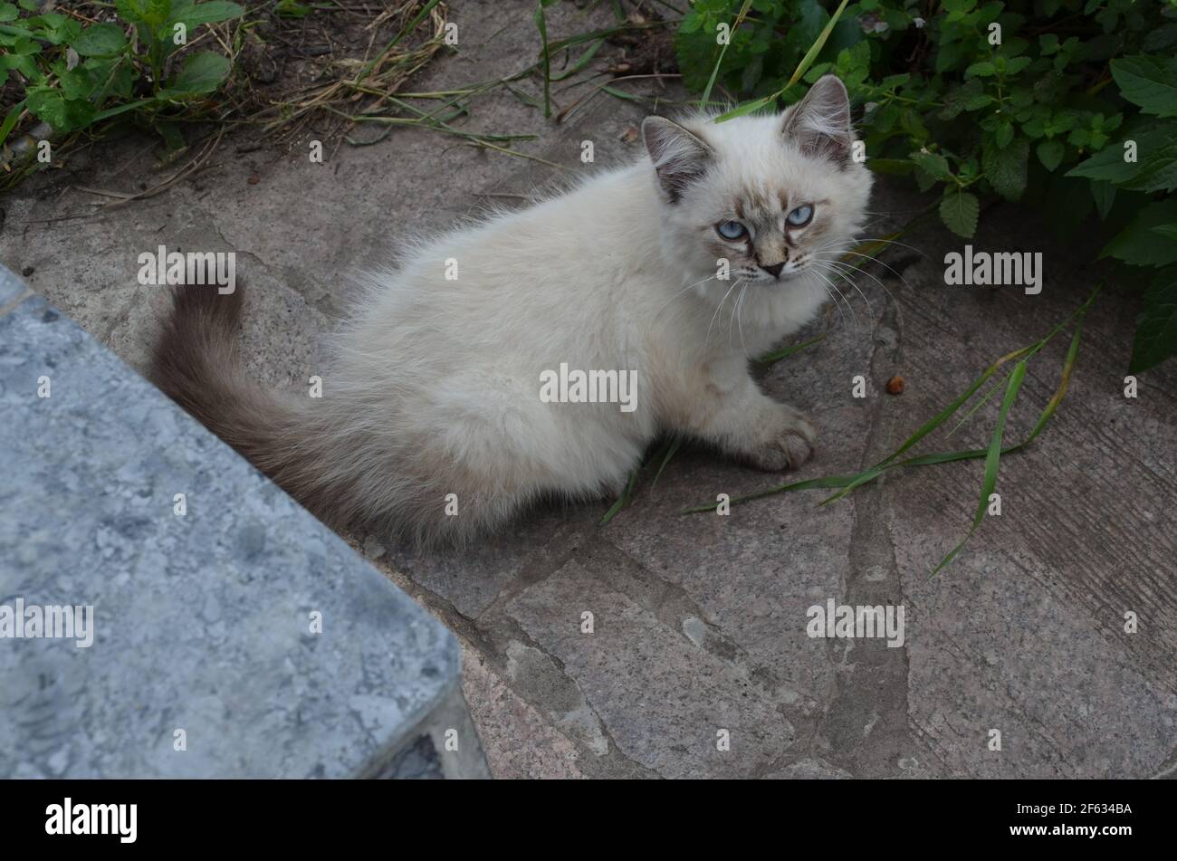 siberian cat neva masquerade Stock Photo - Alamy