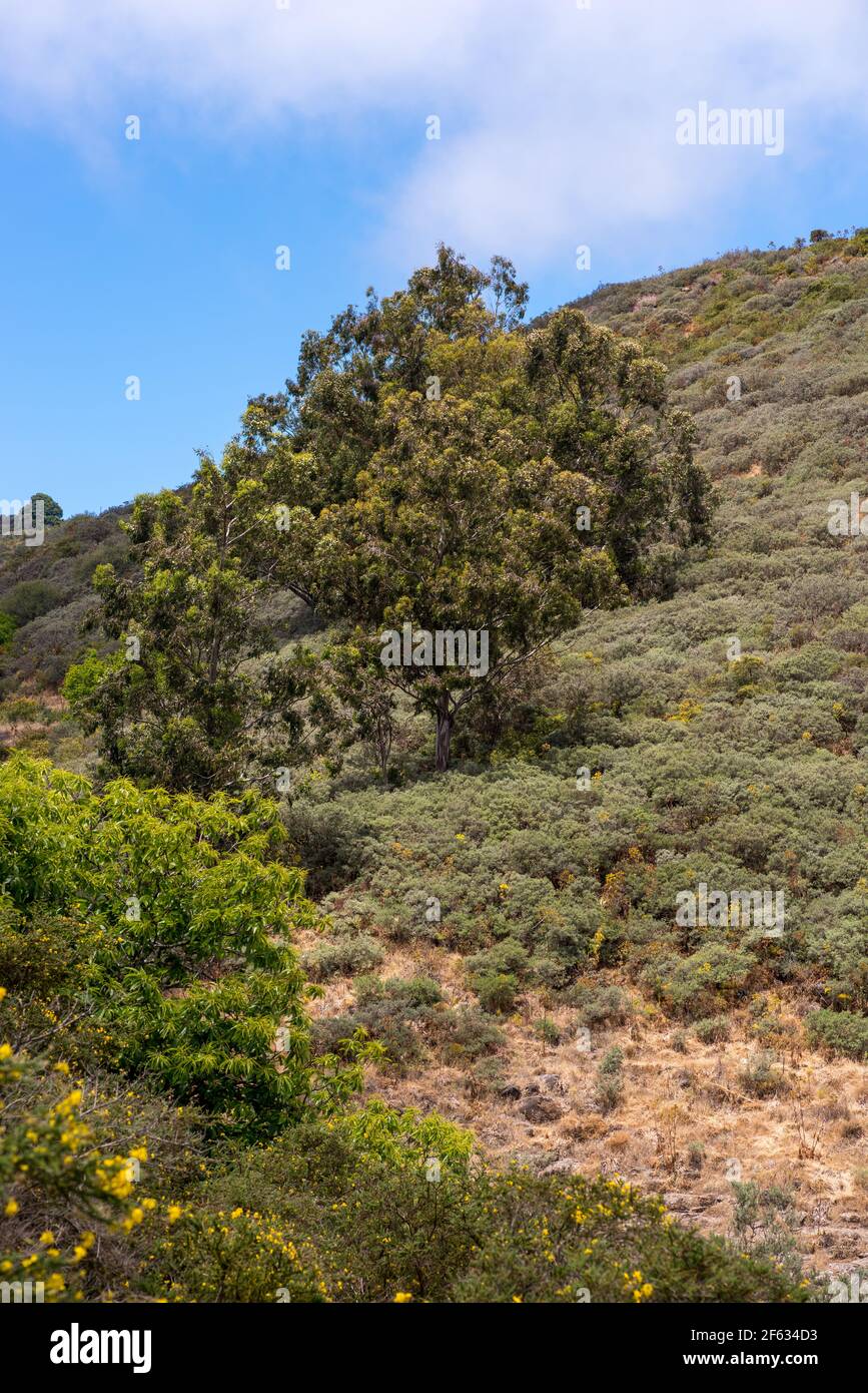 Mountains Surrounded Tree Grass High Resolution Stock Photography and ...