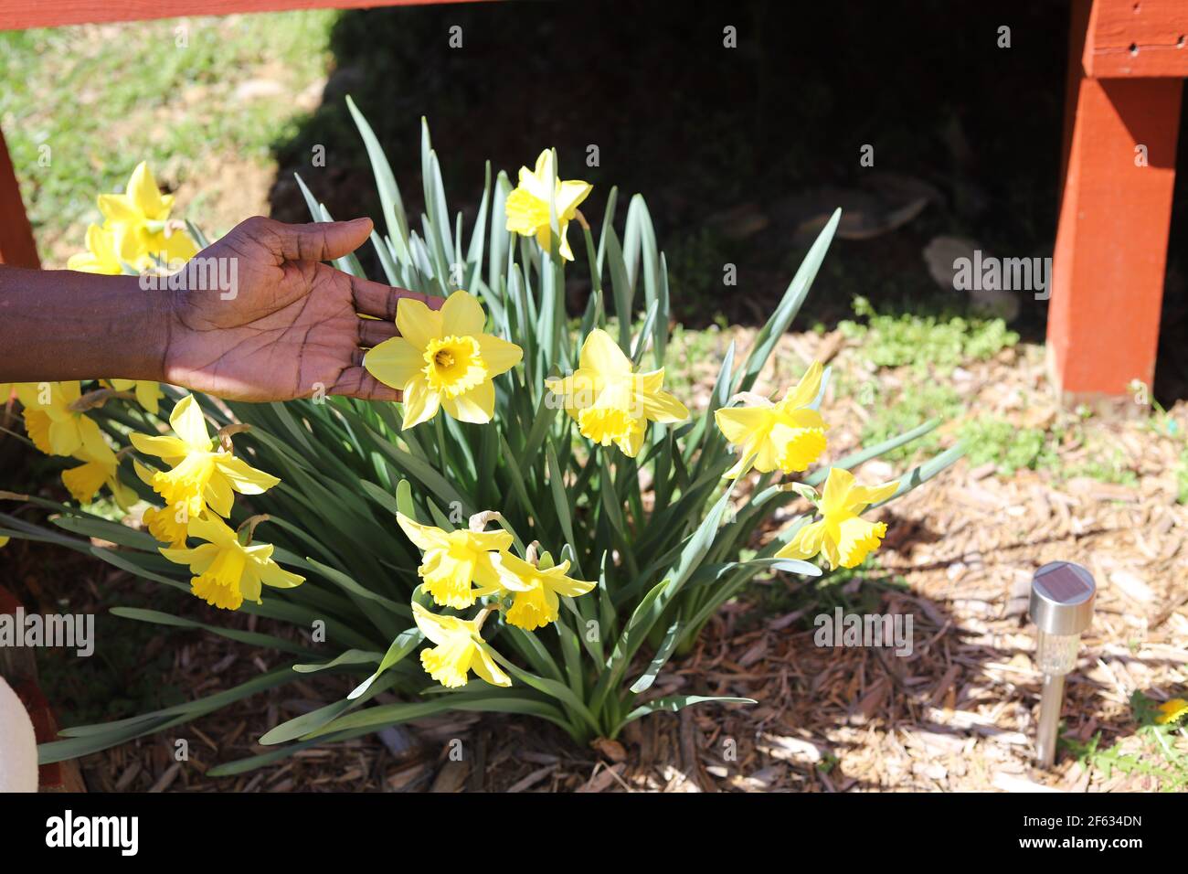 Close Up Hand Holding Daffodil High Resolution Stock Photography and ...