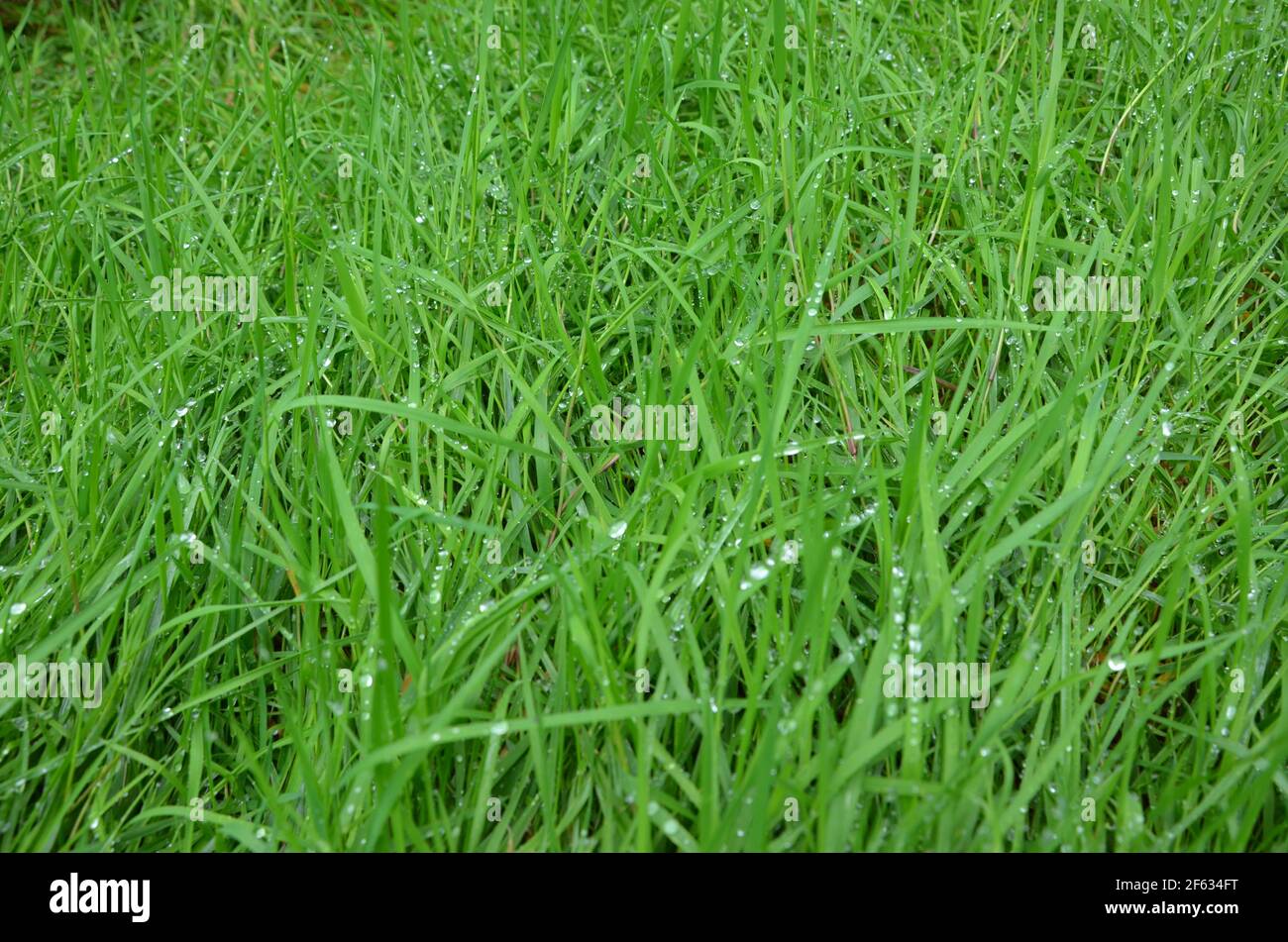 dew on green grass Stock Photo - Alamy
