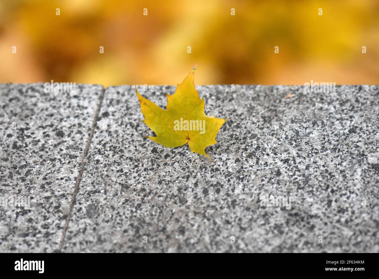 Outdoor leaves hi-res stock photography and images - Alamy