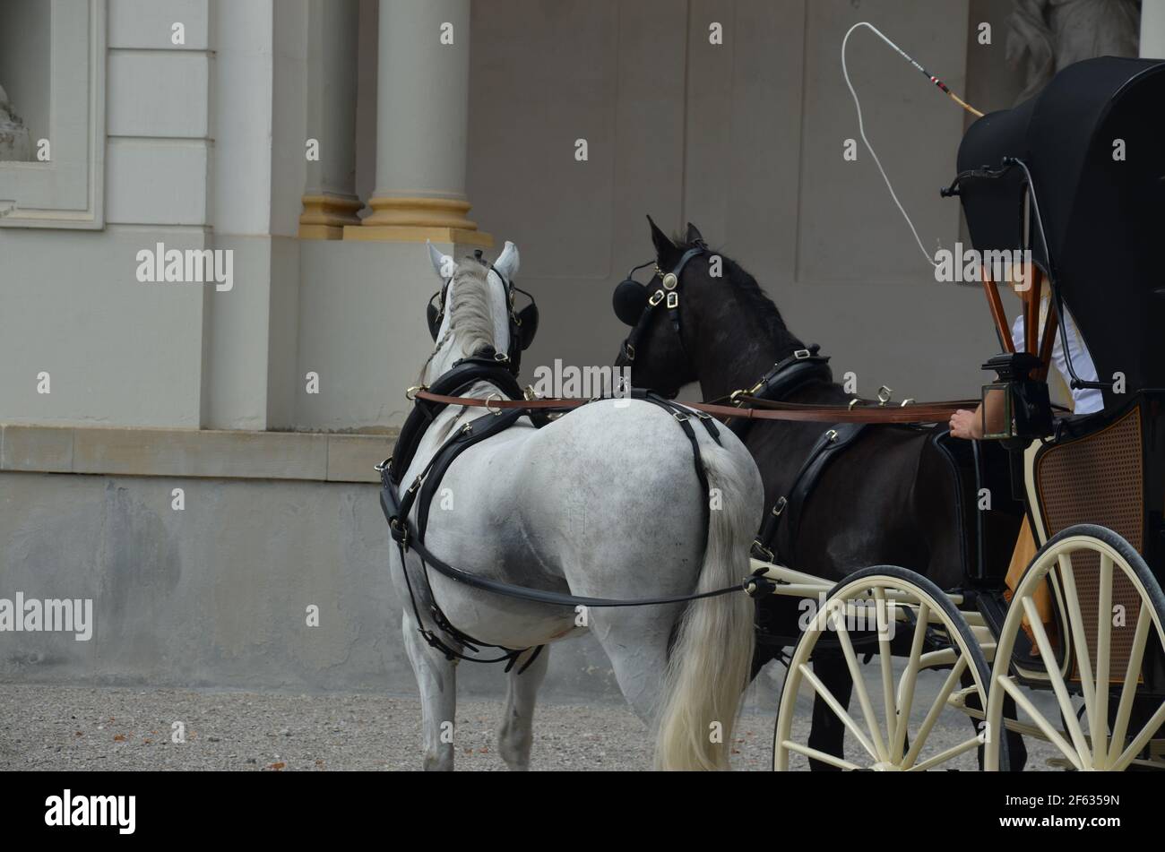 White horse harnessed hi-res stock photography and images - Alamy