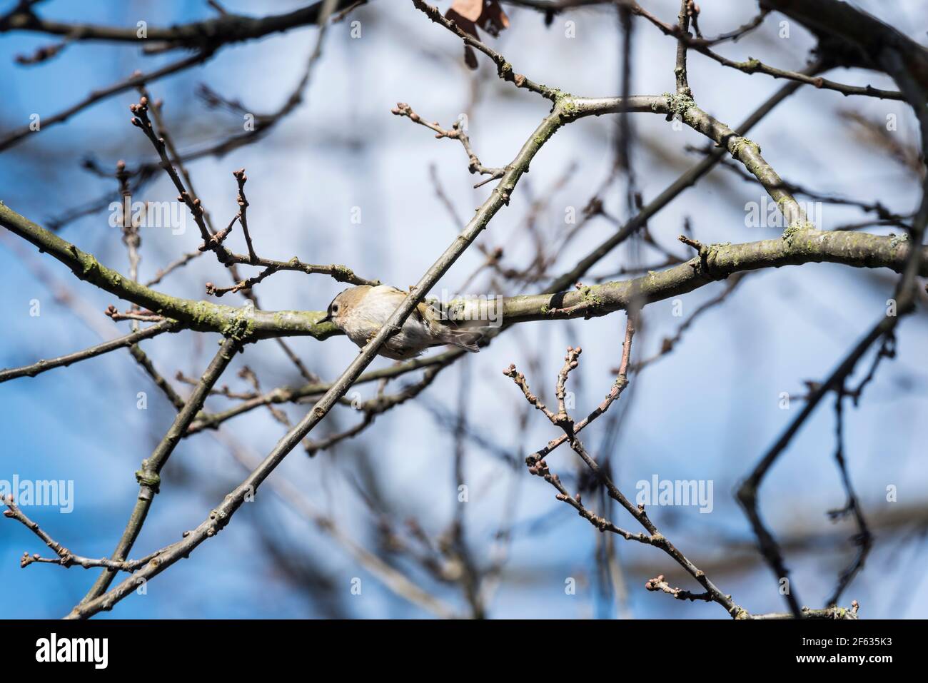 Foraging Goldcrest (Regulus regulus Stock Photo - Alamy