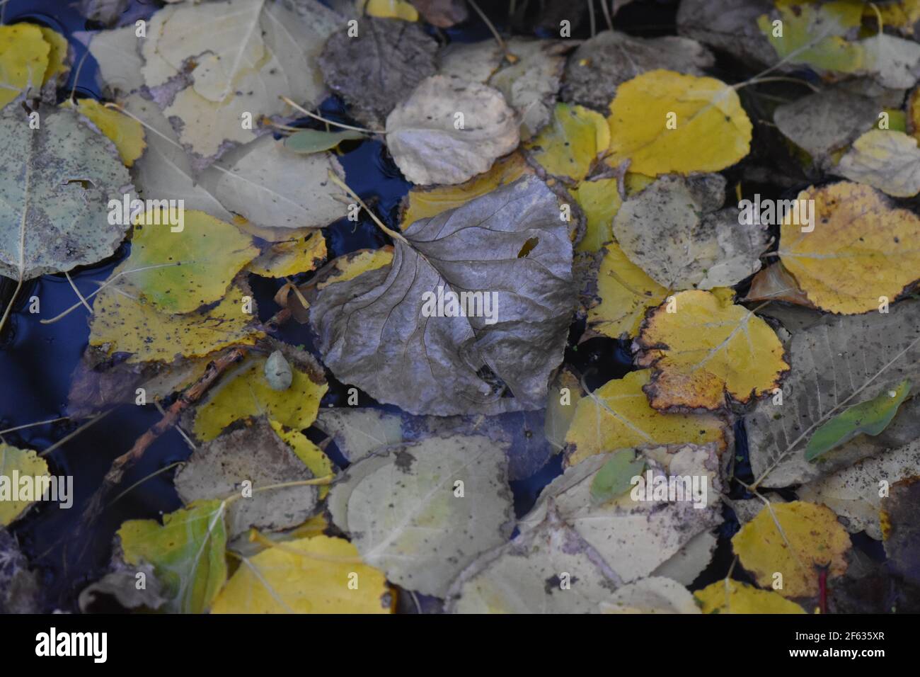 Grass with sharp leaves hi-res stock photography and images - Alamy