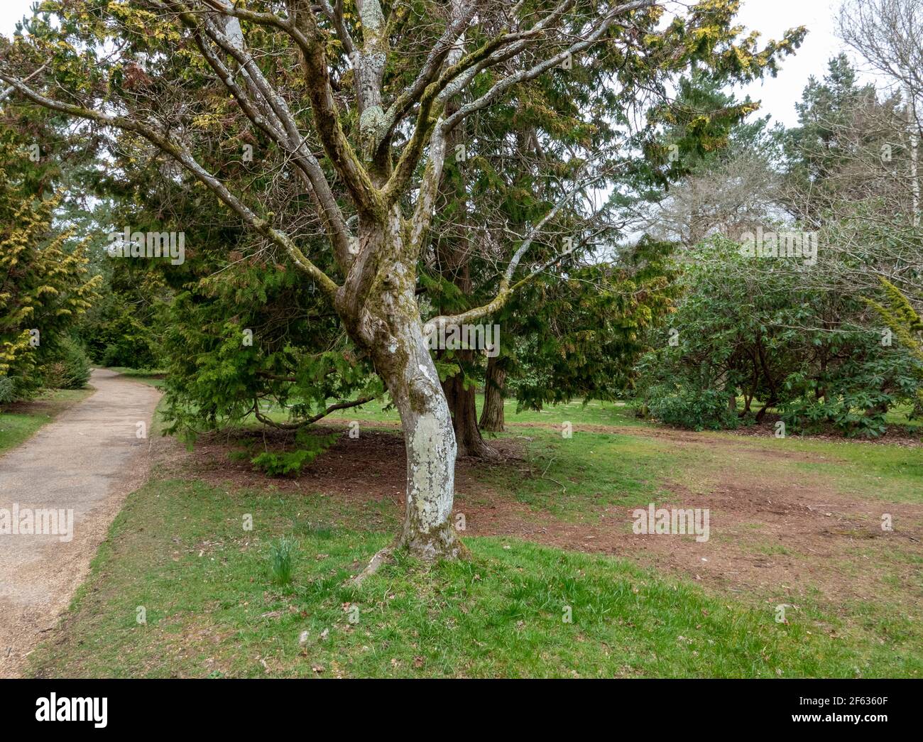 Dancing Tree High Resolution Stock Photography and Images - Alamy