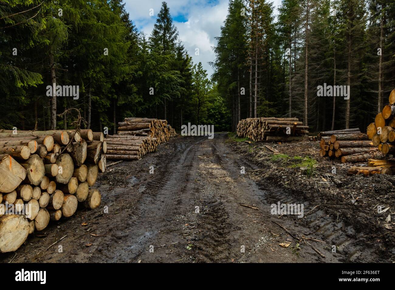 Cutted trees hi-res stock photography and images - Alamy