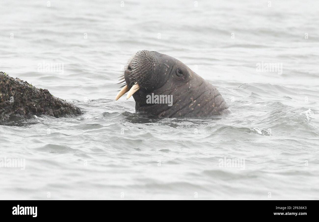 Wally walrus hi-res stock photography and images - Alamy