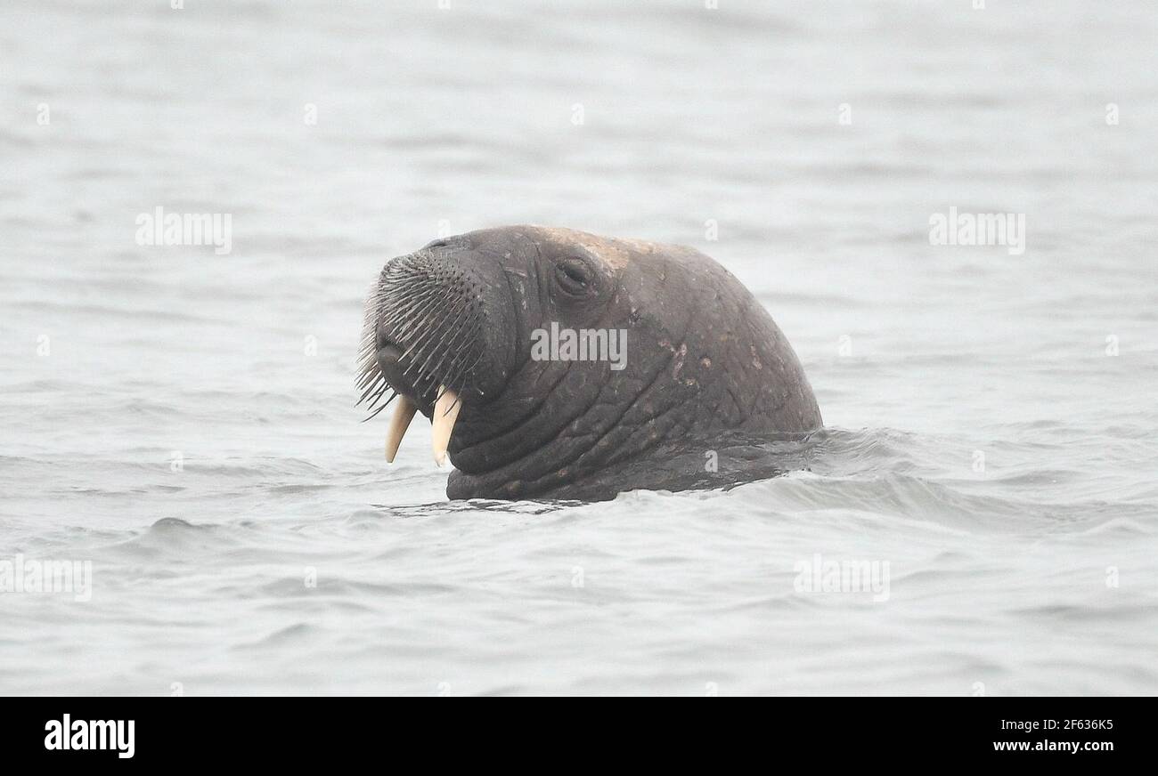 Wally walrus hi-res stock photography and images - Alamy